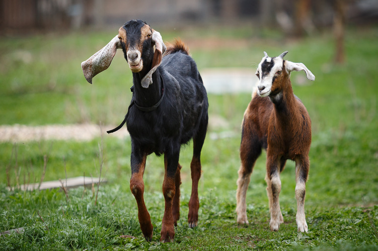 Dehorning Goats: The What and Why - Goat Journal